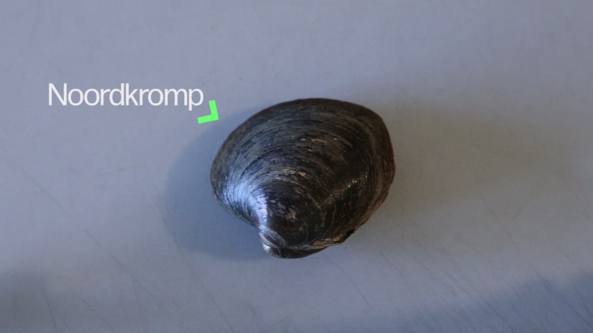 Het is vandaag Grote Schelpenteldag: ontdek hier alles wat je moet ...