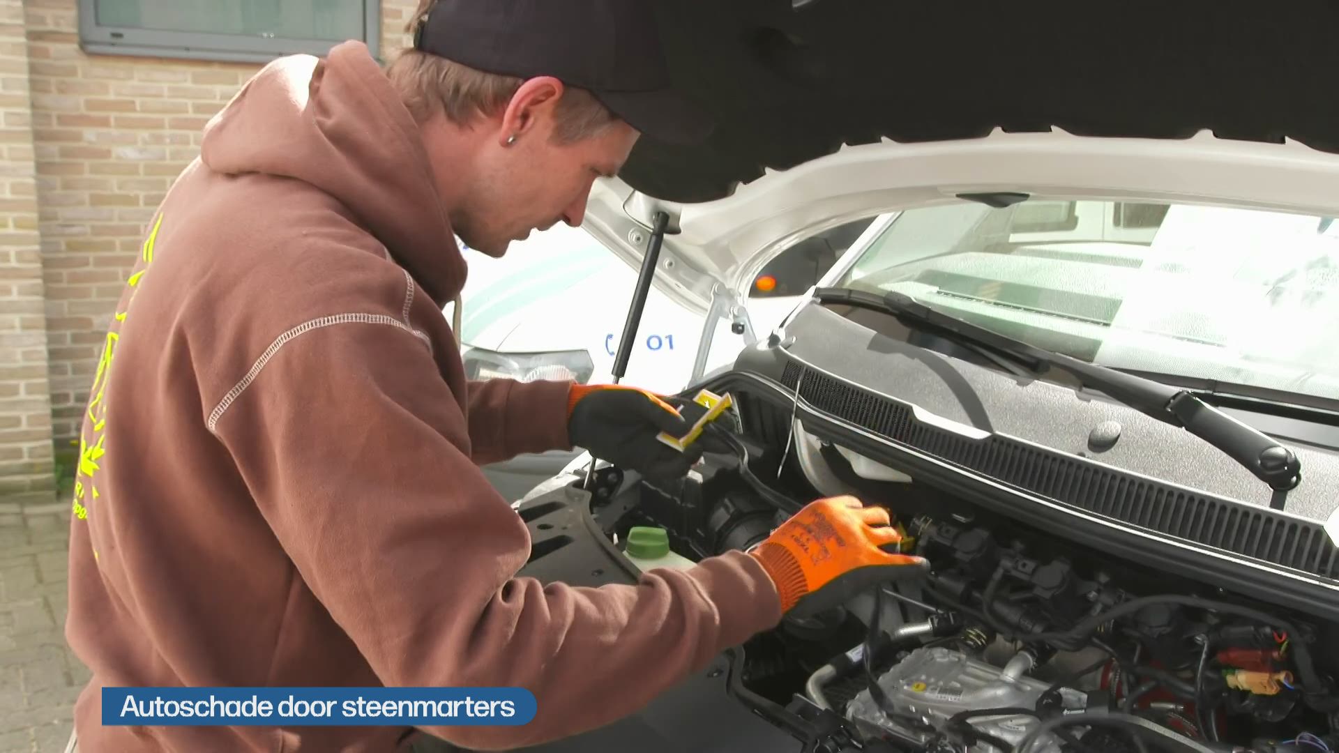 Meer en meer gevallen van marterschade aan auto's: hoe vermijd je het ...