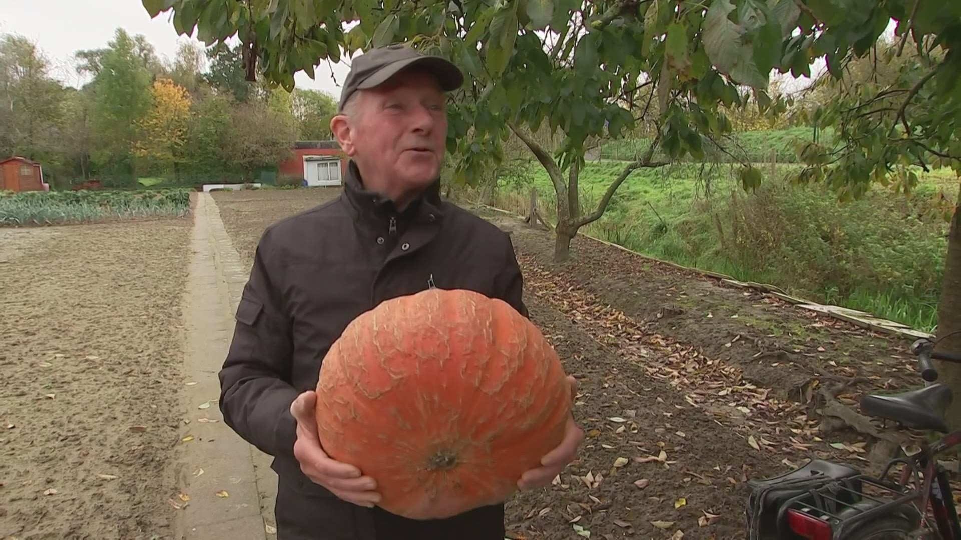 Beware of poisonous pumpkins! | VRT NWS: news