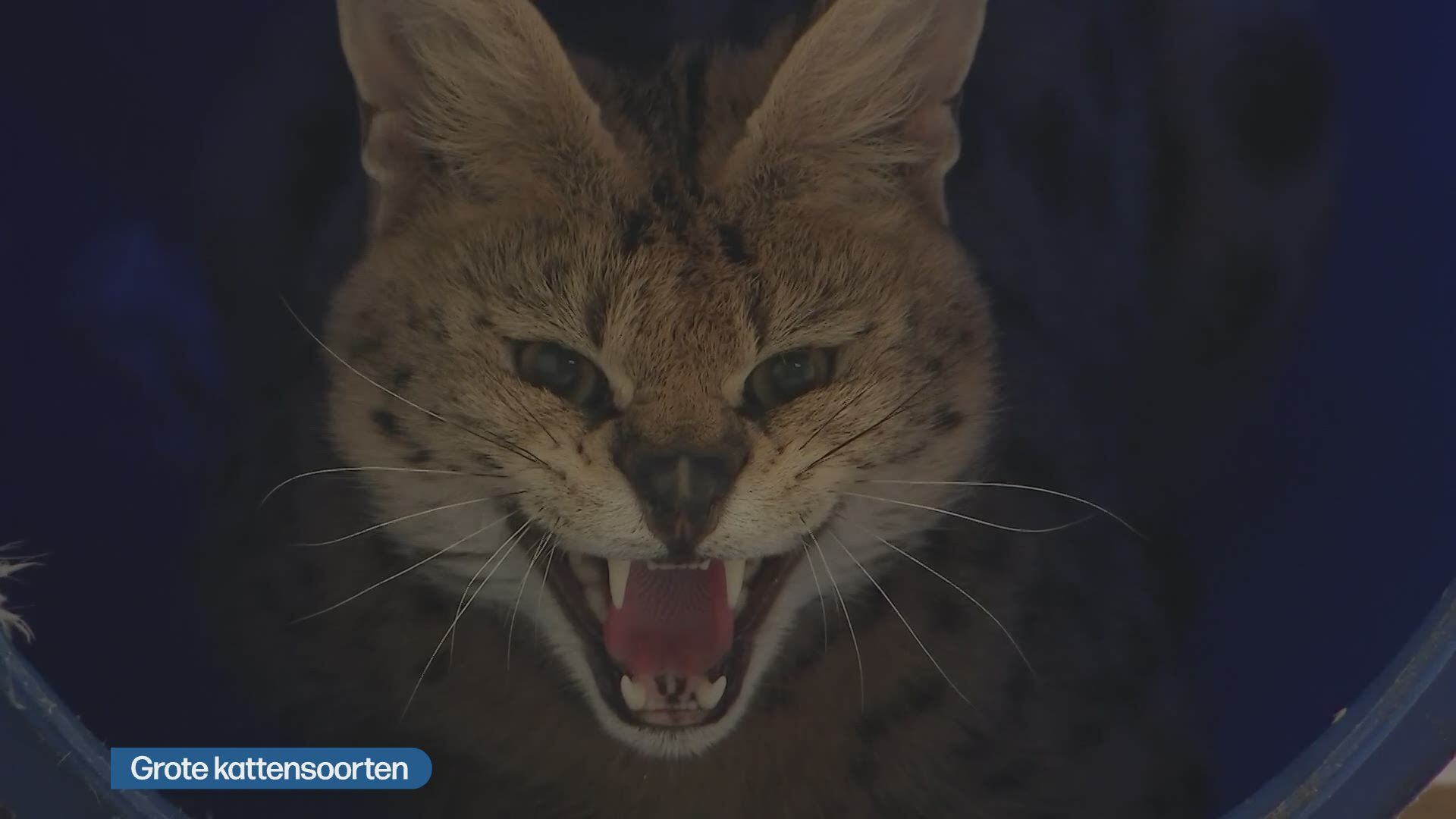 Niet toegelaten, maar toch populair: natuurhulpcentrum vangt steeds ...