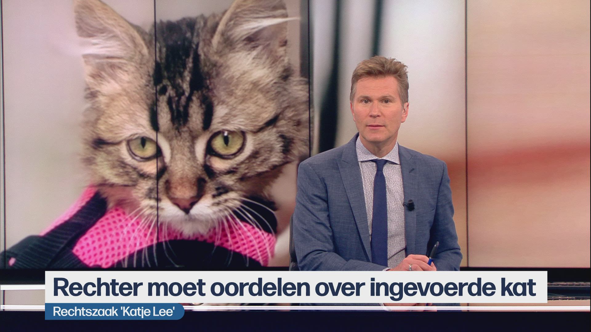 "Heksenjacht" op een kat: waarom wil het FAVV "katje Lee" uit Peru per ...