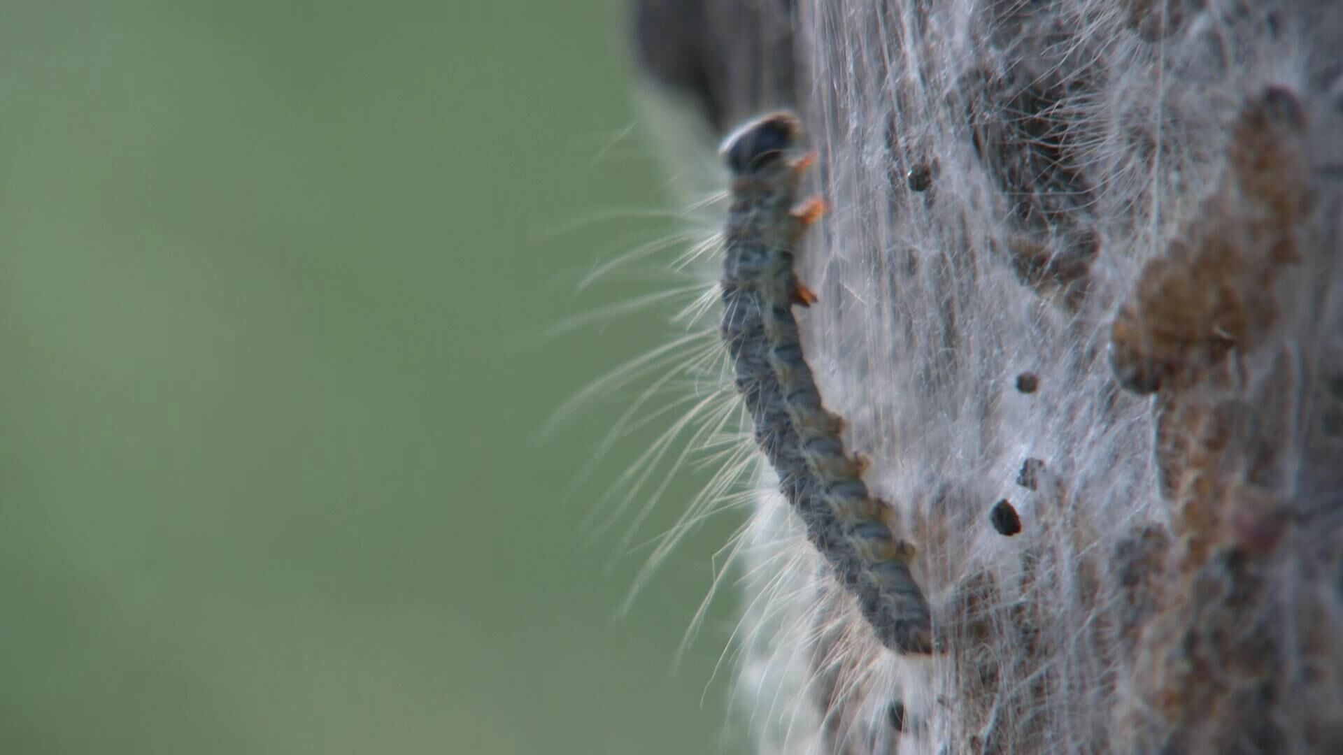 Proefproject met natuurlijke vijanden van eikenprocessierups | VRT NWS: nieuws