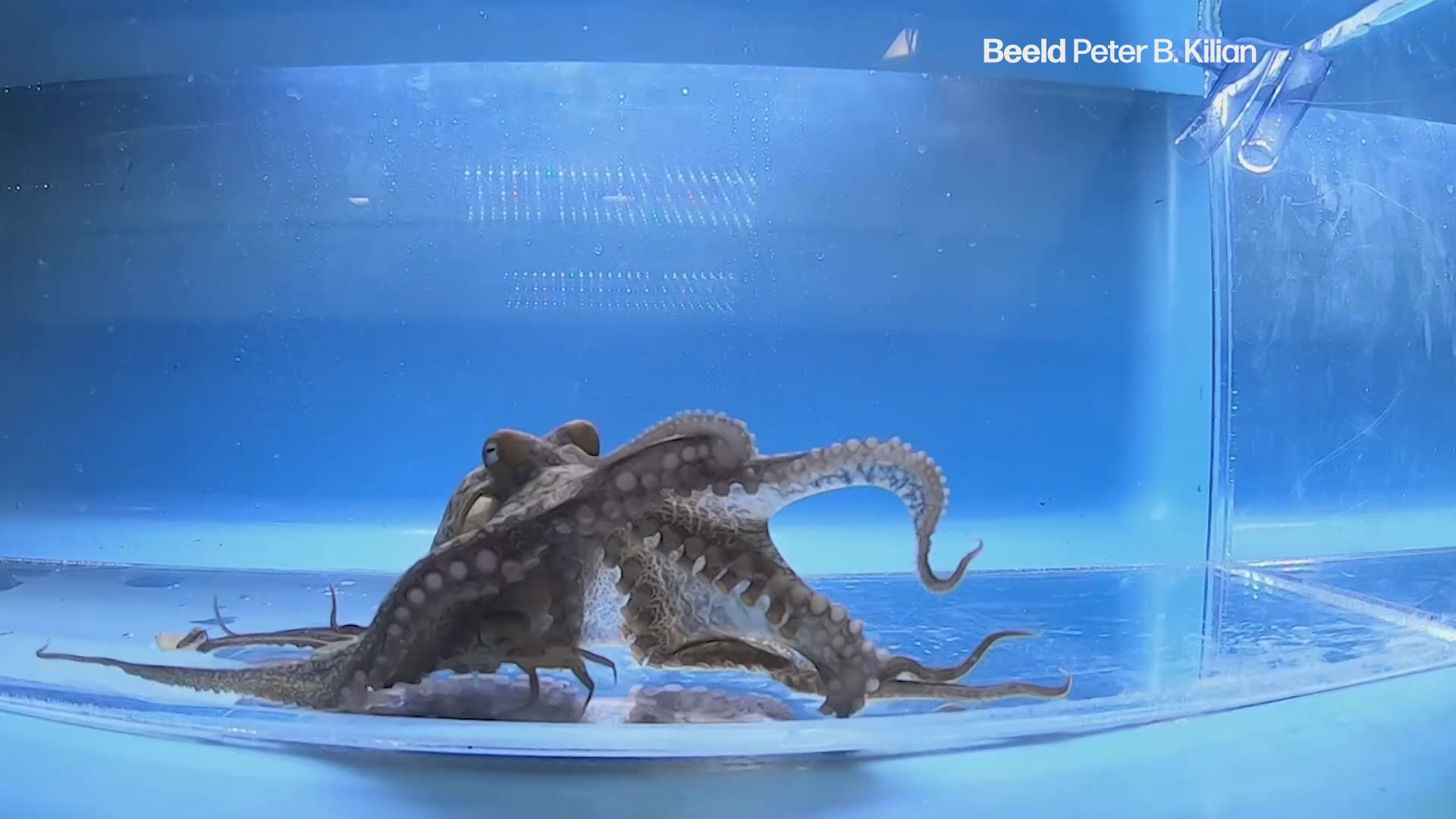 Hoe proeven de armen van octopussen wat ze vastnemen? | VRT NWS: nieuws