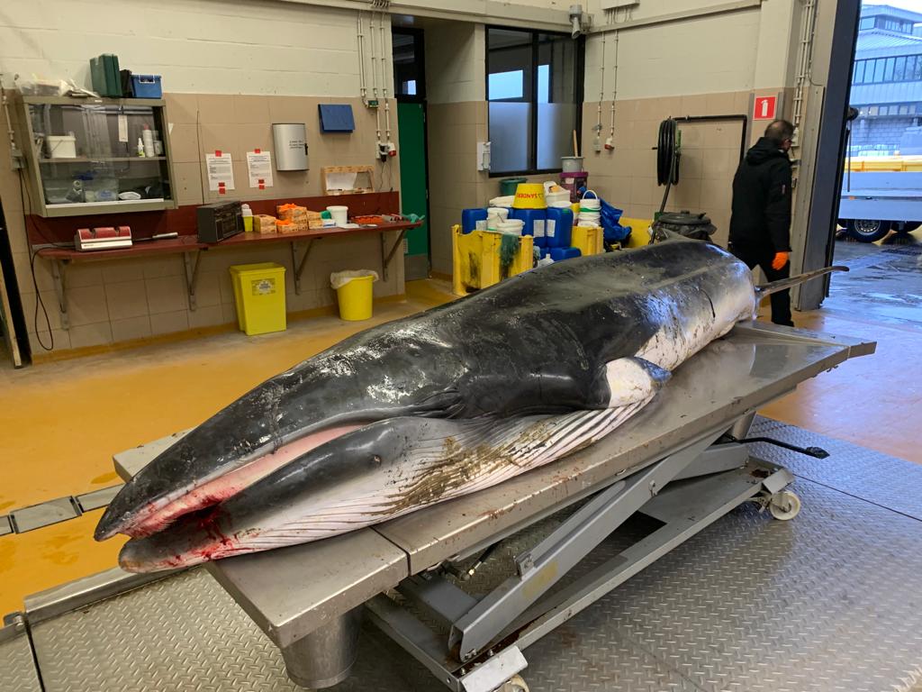 Dwergvinvis aangespoeld op het strand van Bredene: "Het dier was erg ...