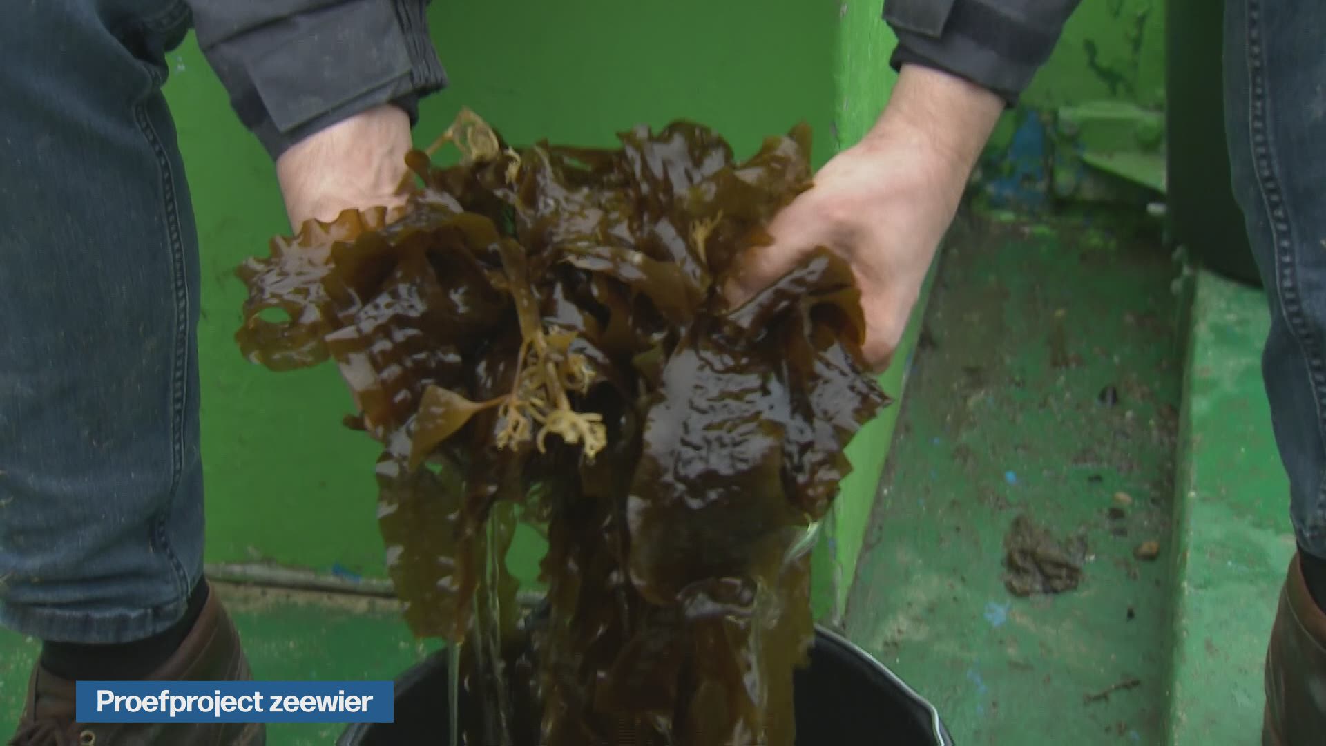 Voor het eerst gekweekt zeewier uit onze Noordzee: "Gezond, maar duurt ...
