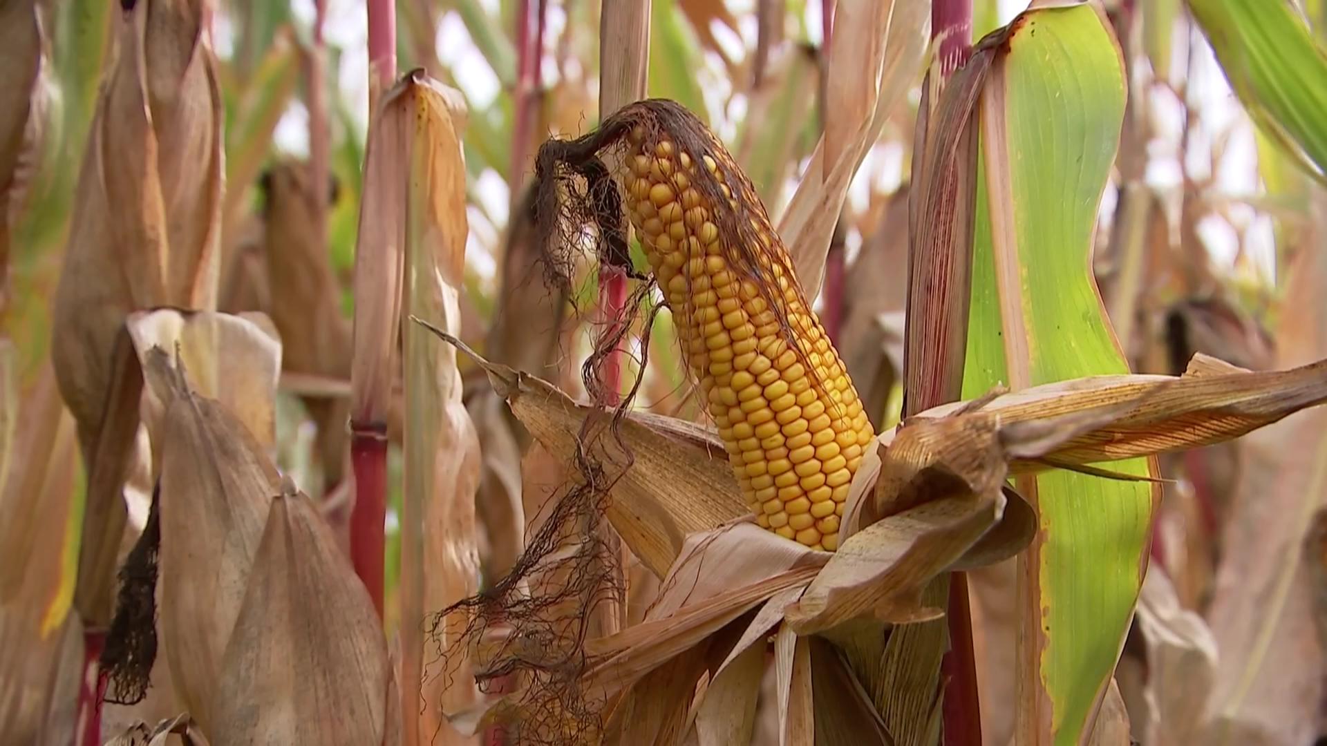 BEKIJK: Zuiderse schimmels waaien over naar Belgische maïsvelden door ...