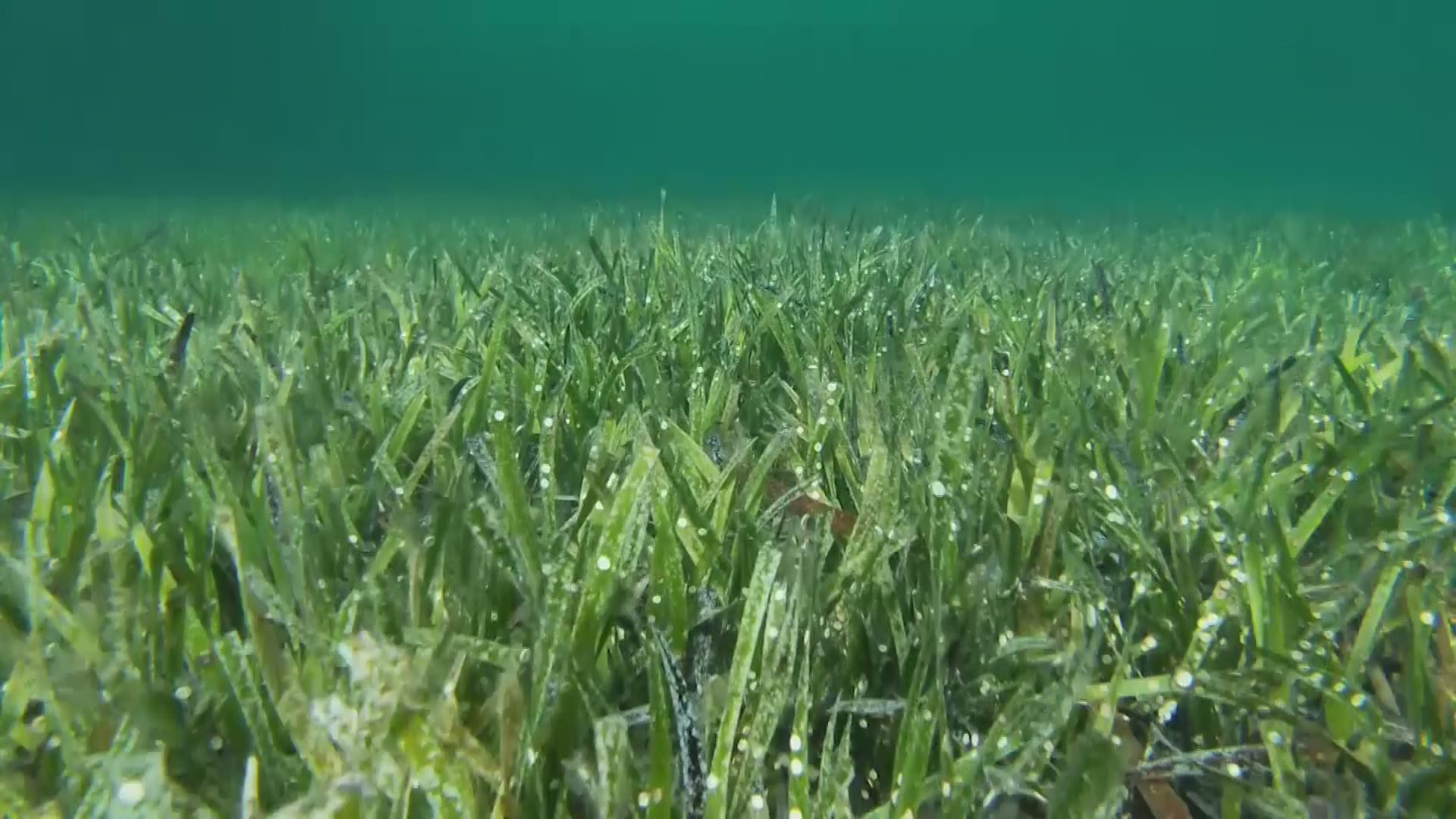 Wetenschappers ontdekken grootste plant ter wereld, die zichzelf al 4. ...