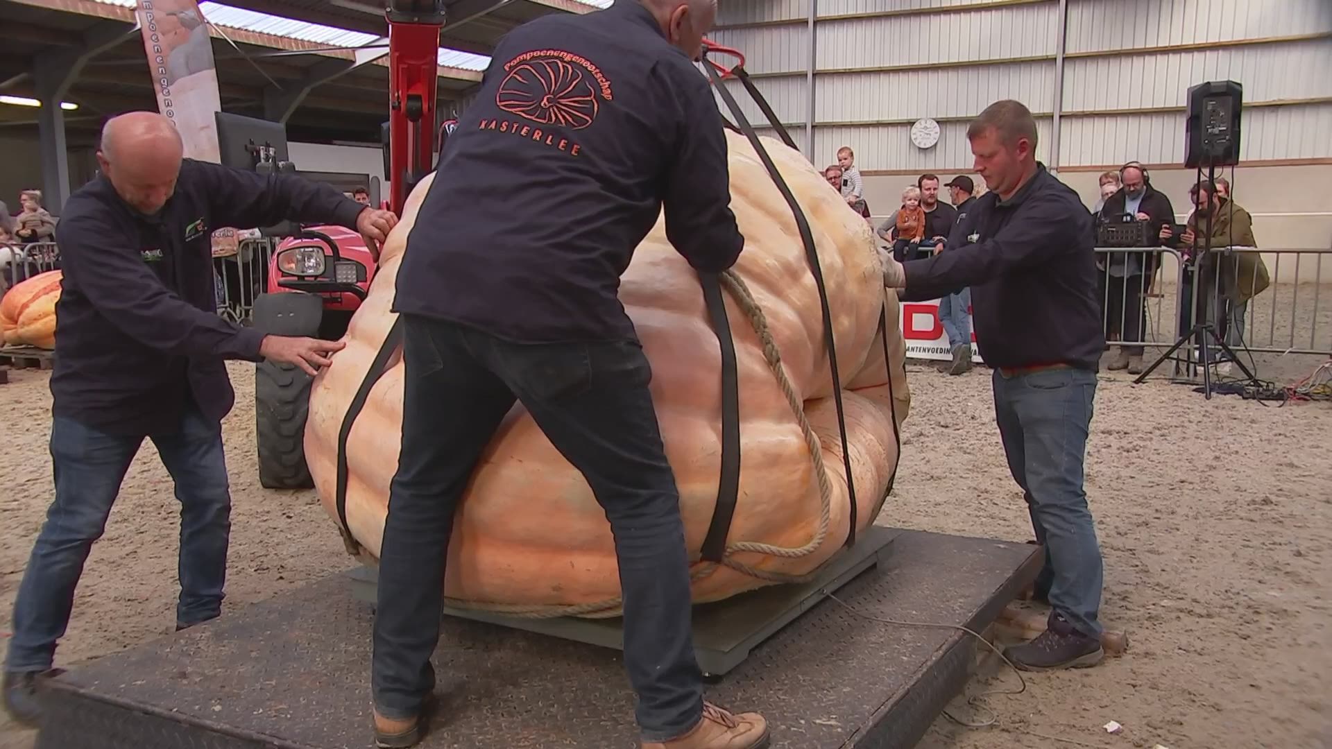 Concours à Kasterlee : qui a fait pousser le plus gros potiron ? | VRT ...