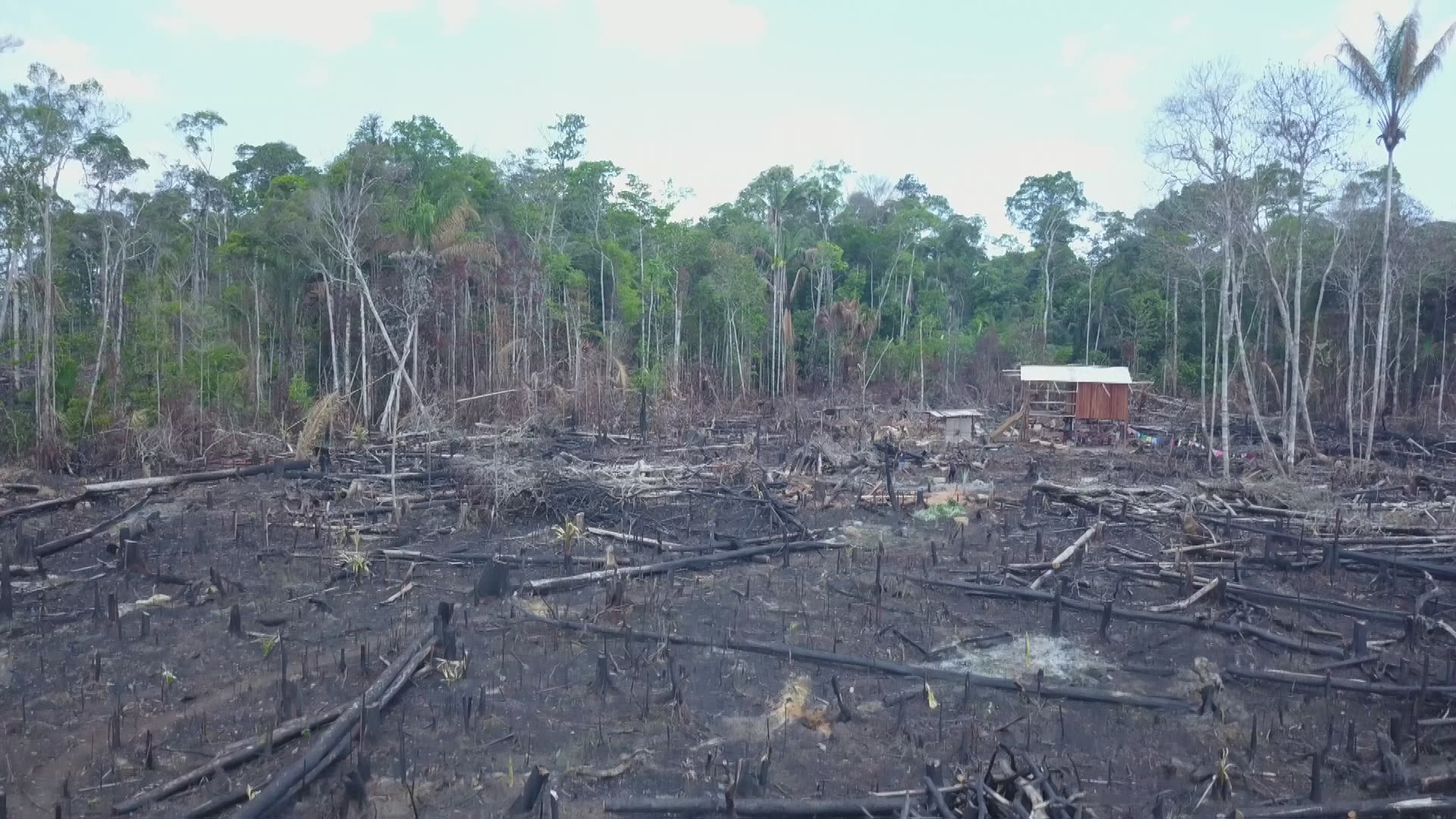 Wat betekent de overwinning van Lula da Silva voor het Amazonewoud ...