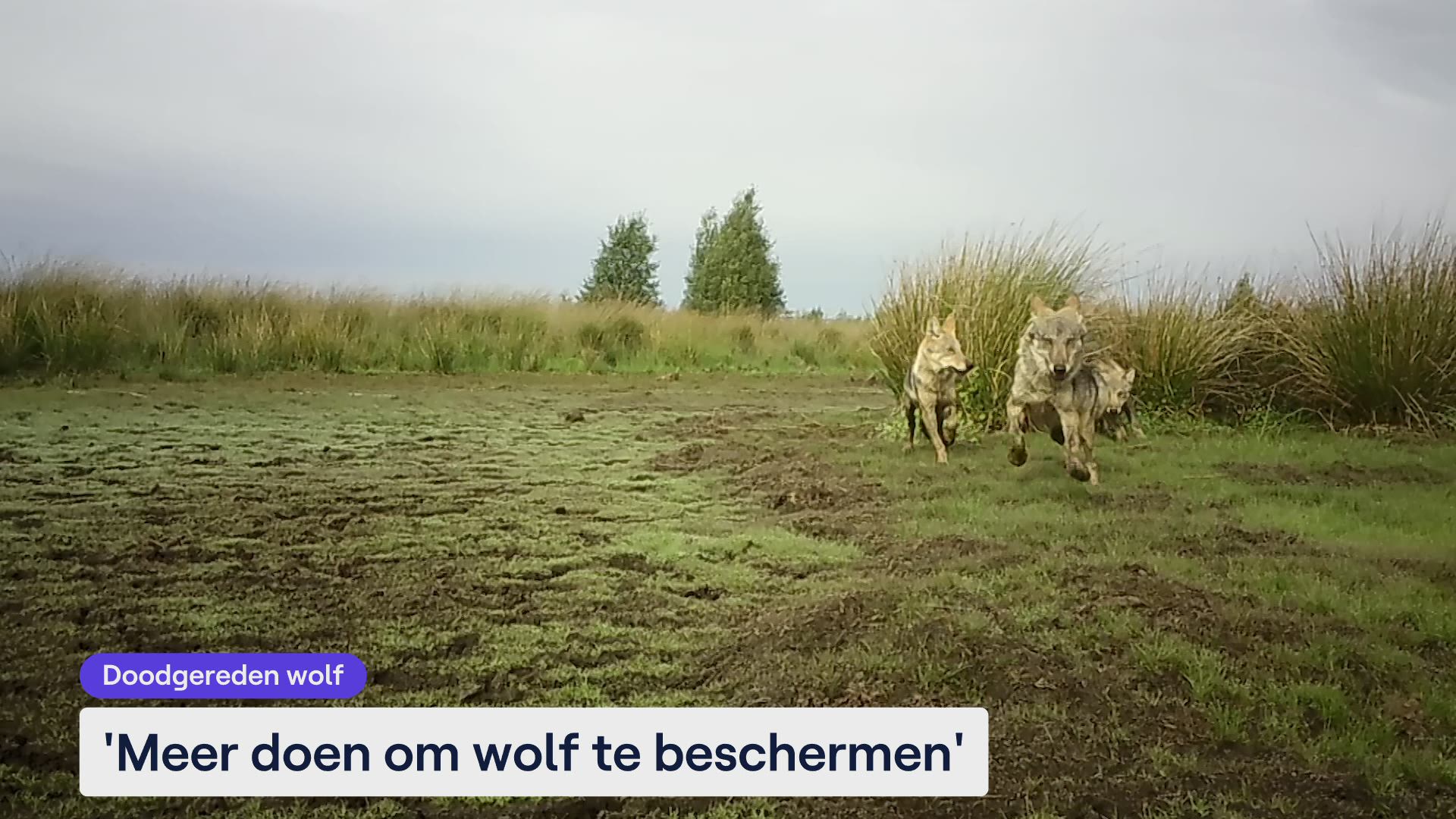 Wolf doodgereden in Limburg: "Welkom Wolf" dreigt met rechtszaak tegen ...