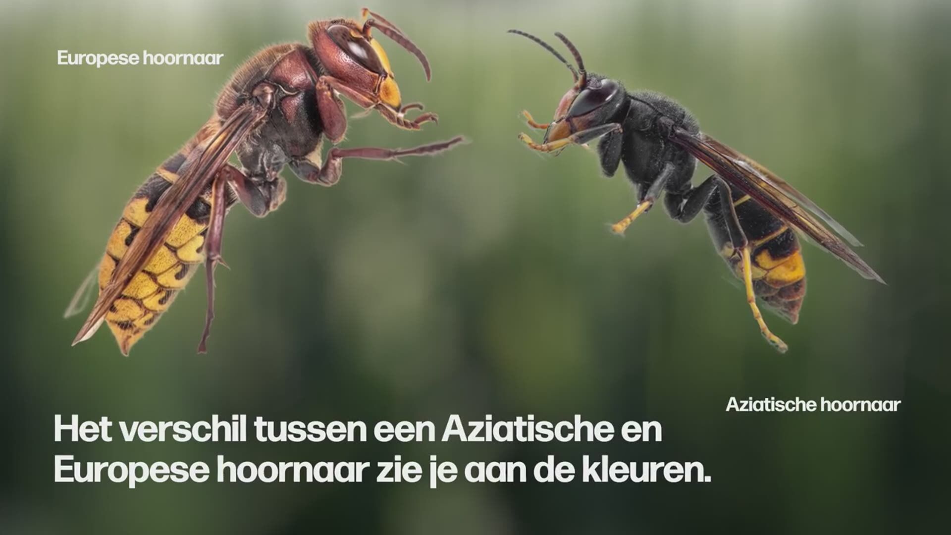 Hoe gevaarlijk zijn Europese en Aziatische hoornaars? En wat moet je ...