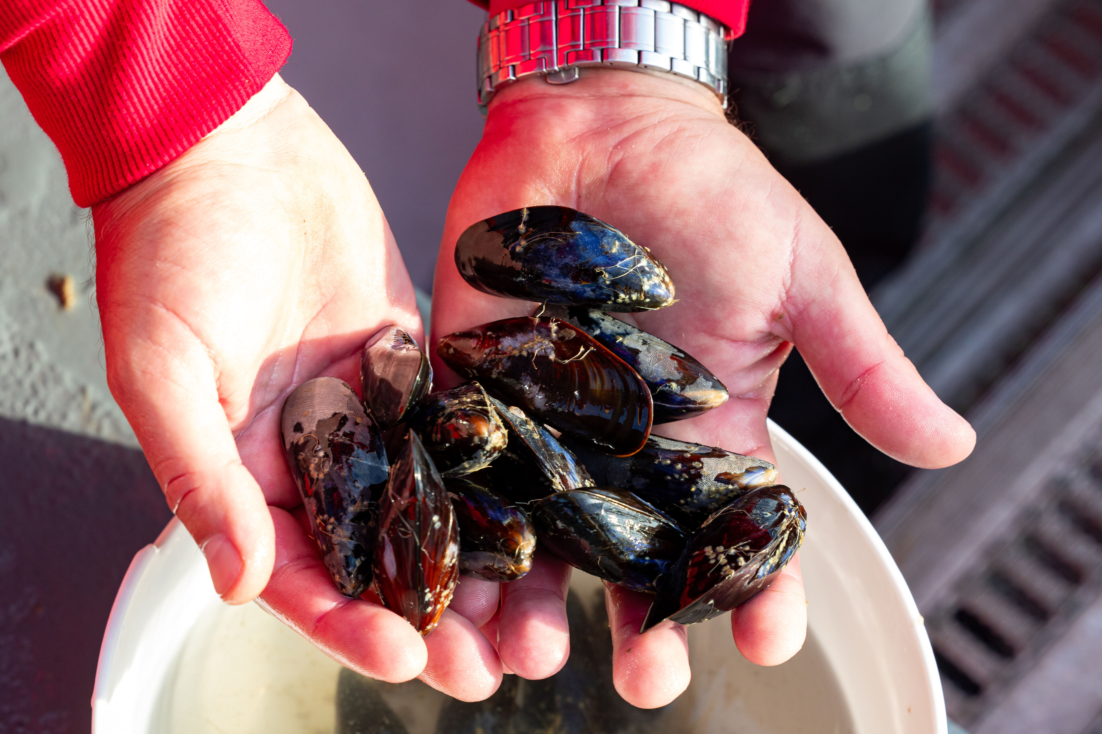 Eerste echte Belgische mosselen geoogst: "Smaken zoals een Zeeuwse ...