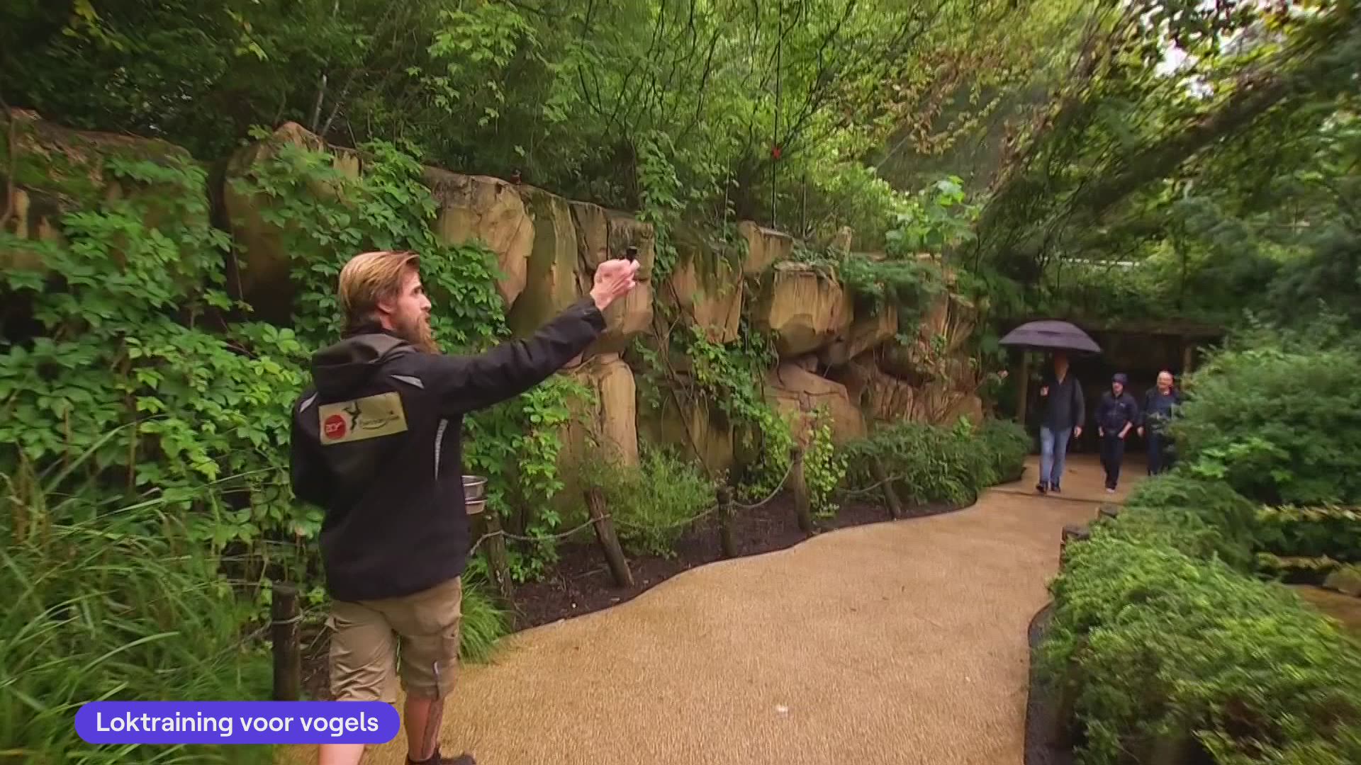 Antwerpse ZOO kan 23 vogelsoorten apart lokken door speciale training ...