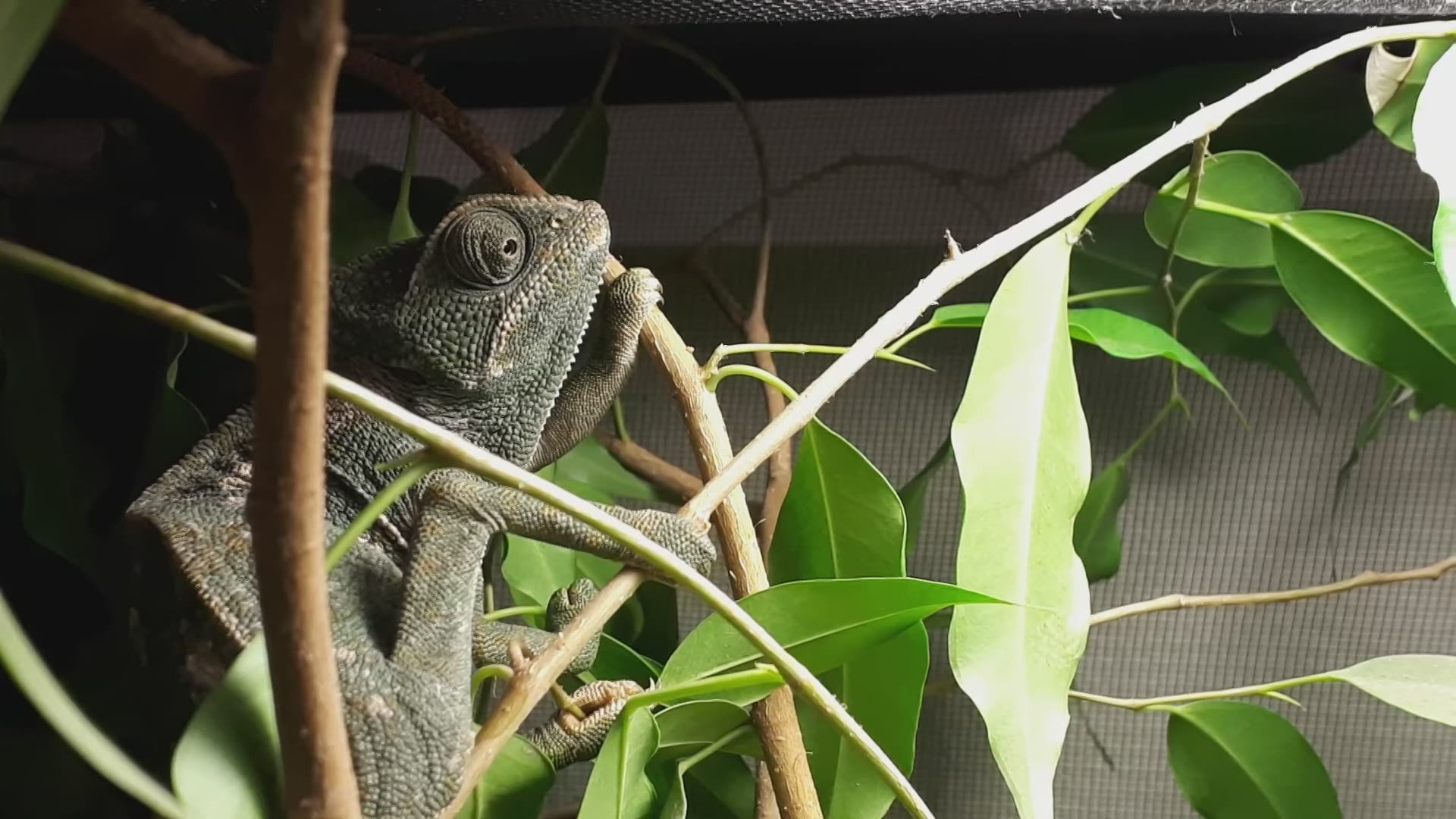 Natuurhulpcentrum in Oudsbergen vangt twee kameleons op: "Toevallig in ...
