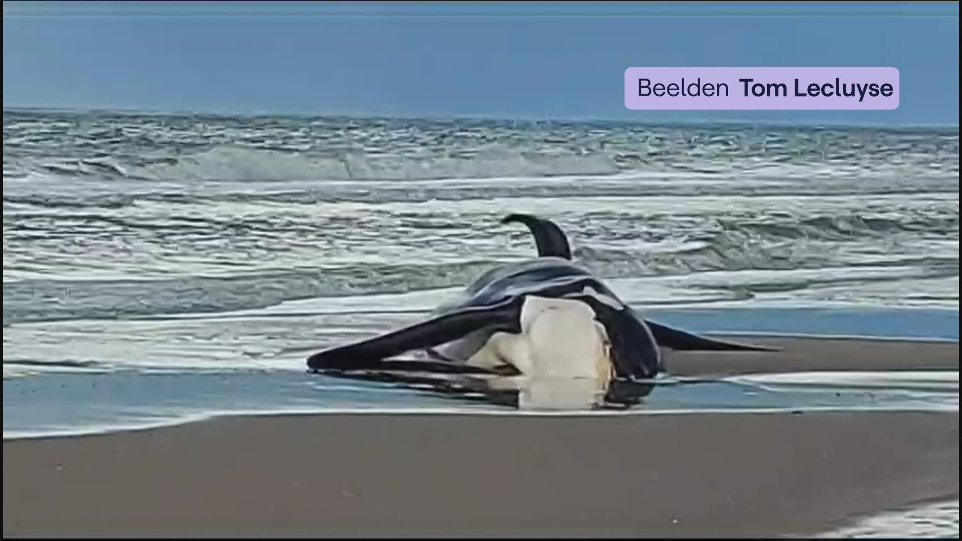 “It’s exceptional”: orca washes up on De Panne beach | VRT NWS: news