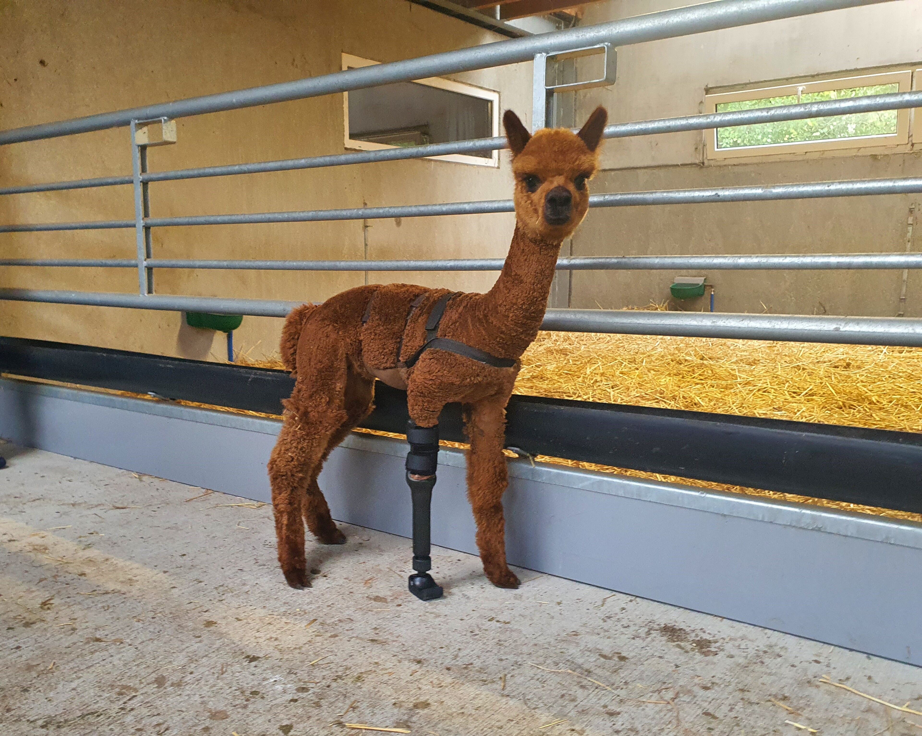 Alpaca Oracle huppelt rond met prothese: "Geen evidente primeur, want ...