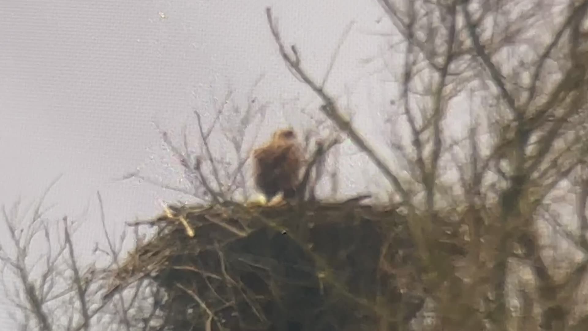 Europese zeearenden broeden in natuurgebied De Blankaart: "Een primeur ...