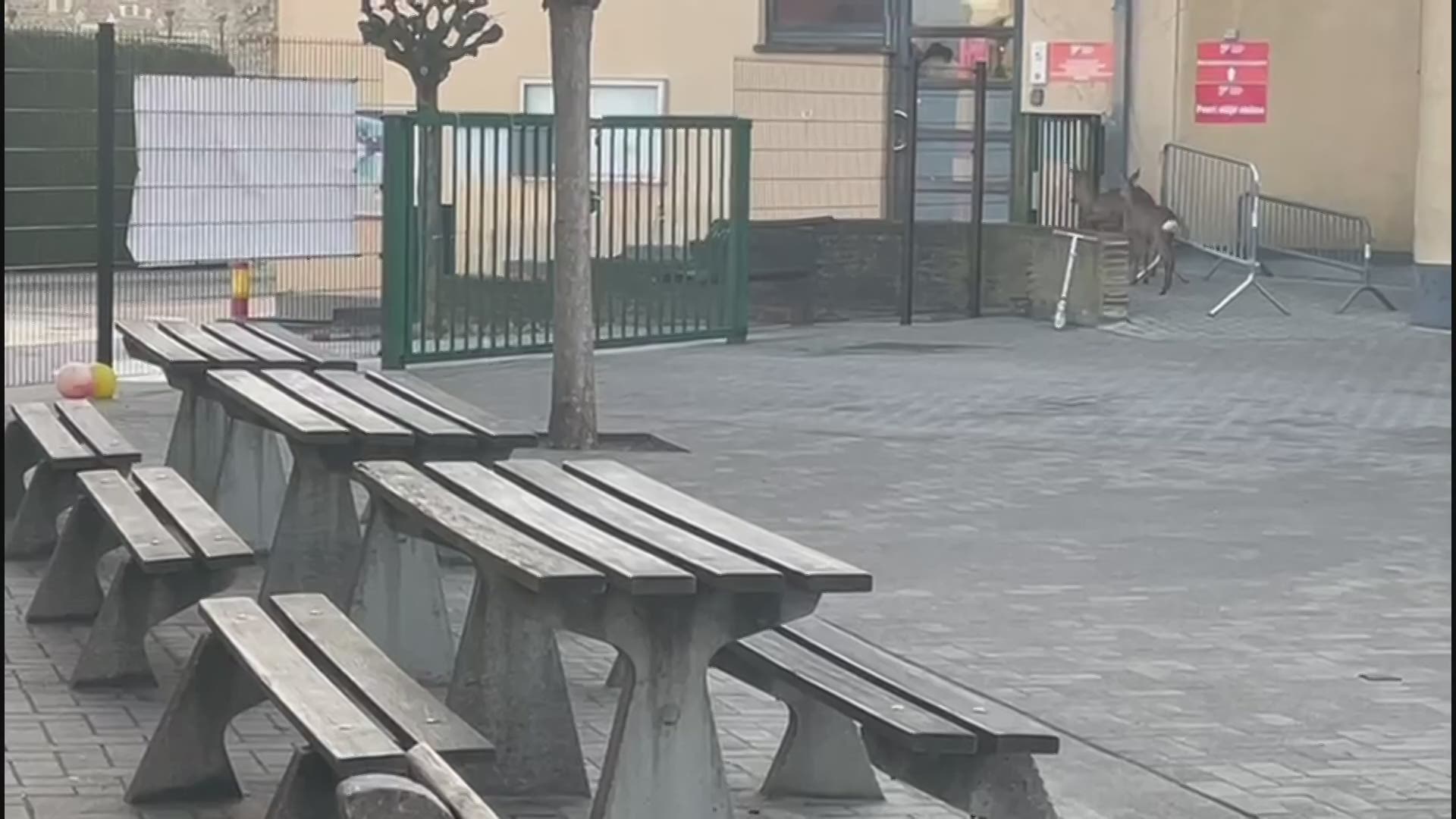 BEKIJK: 2 reetjes gespot op speelplaats van basisschool in Kuringen ...
