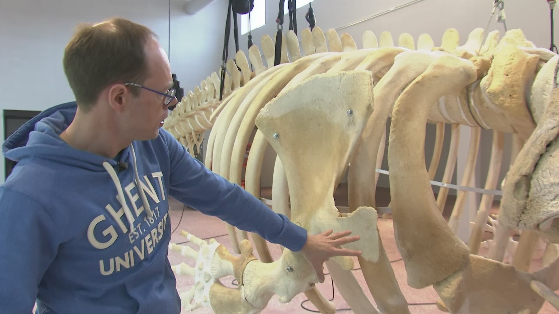 Potvis Valentijn hangt na 35 jaar in Nationaal Visserijmuseum ...