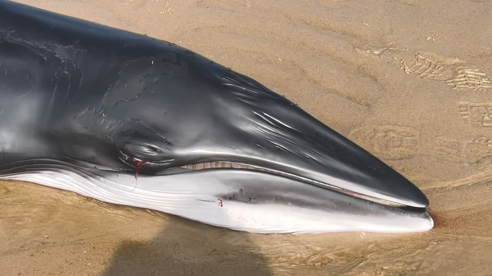 Jonge dwergvinvis aangespoeld in Oostende ter hoogte van het Casino ...