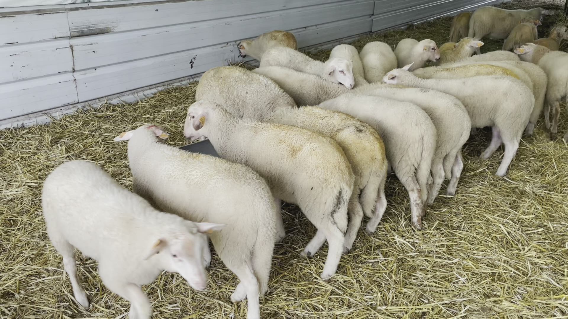 BEKIJK: Peltse herder vangt 57 verbrande schapen op na boerderijbrand ...