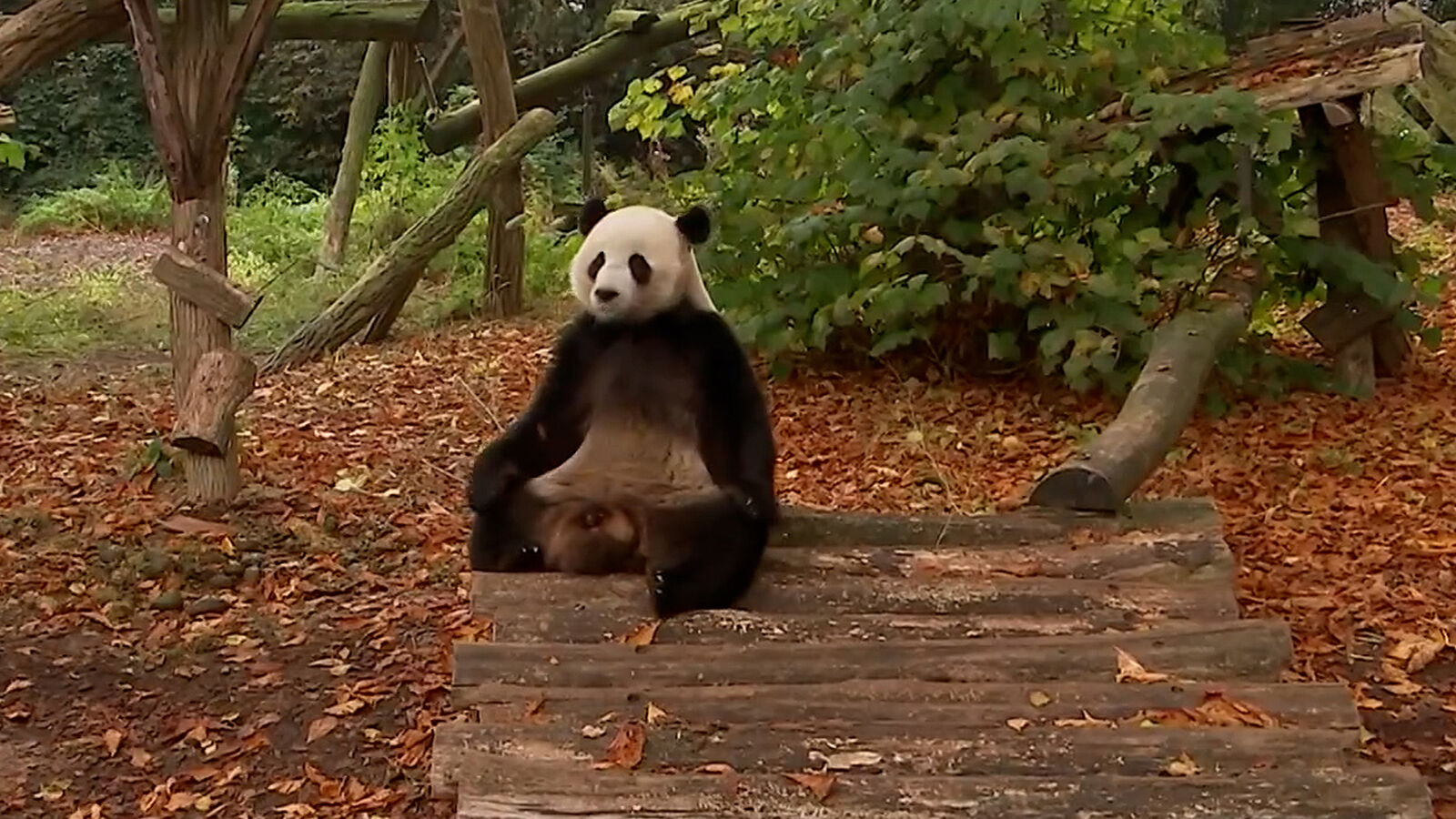 Drie reuzenpanda's uit Pairi Daiza nemen afscheid van bezoekers, voor ...