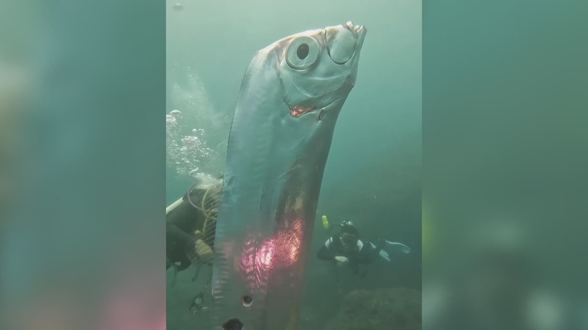 Opnieuw spoelt dode "doemvis" aan op strand in Californië: voorteken ...