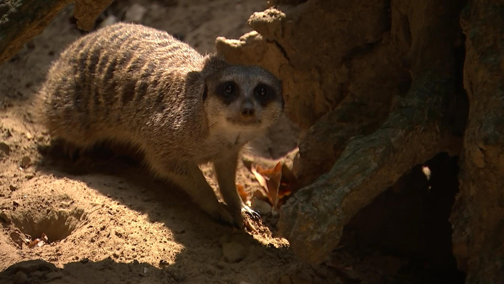 Kijk | VRT NWS: nieuws