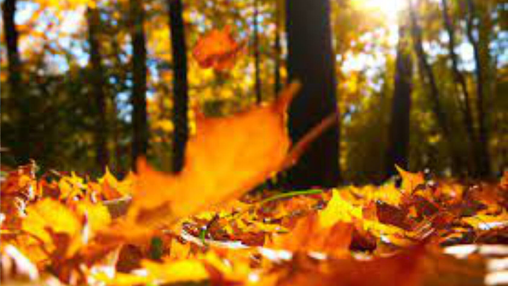 Programmagids van VRT 1 | VRT MAX