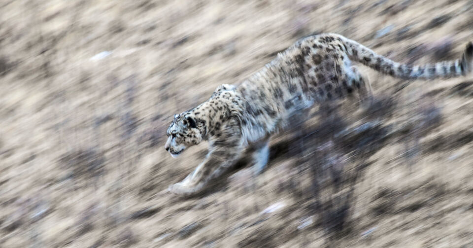 Snow leopards and friends | VRT MAX