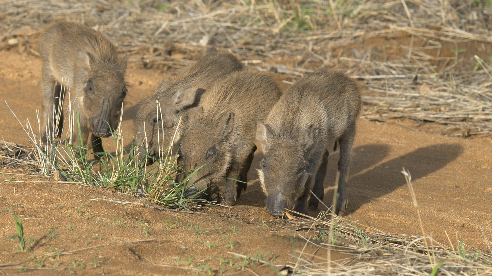 Three little warthogs | VRT MAX