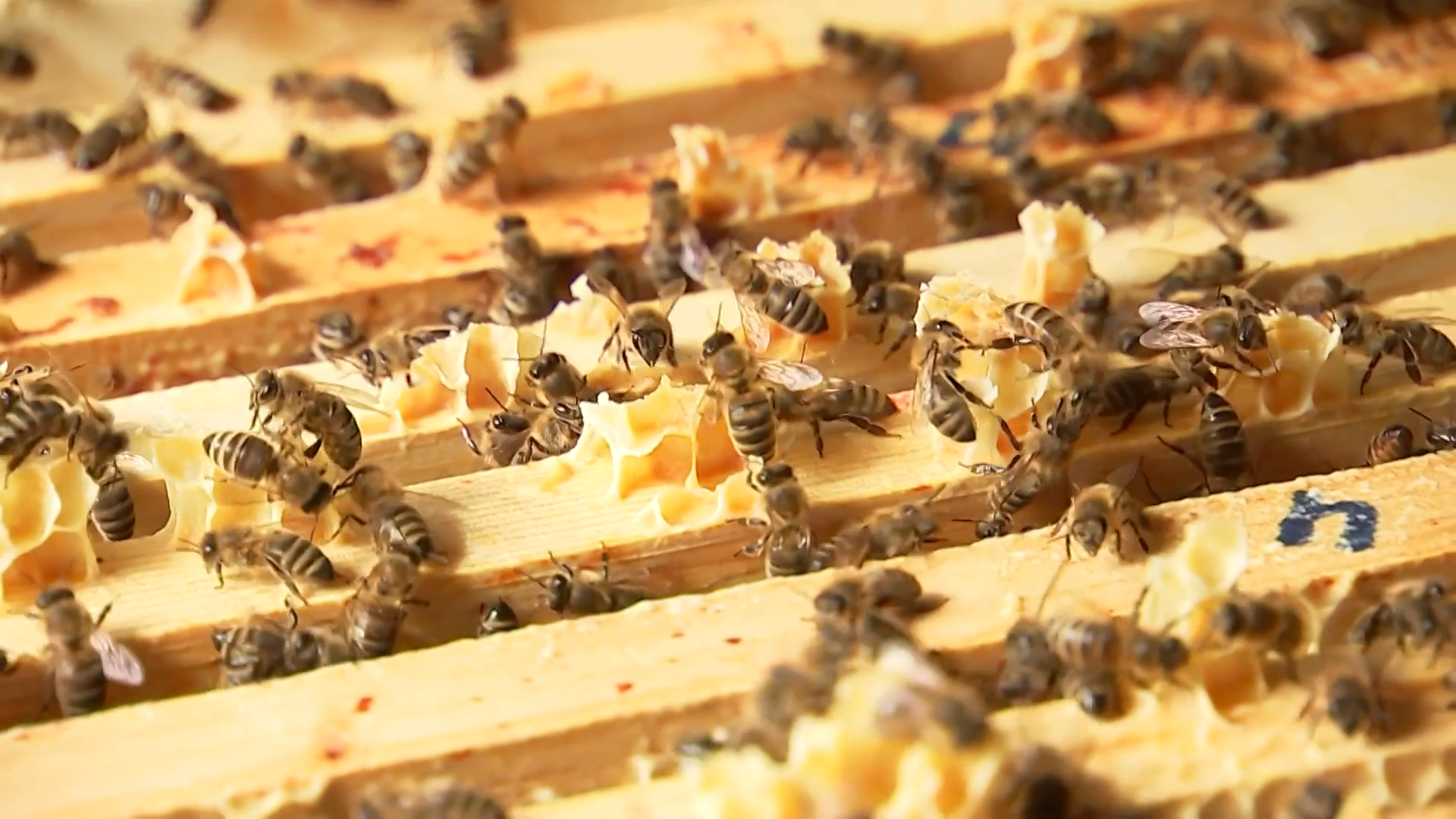 Aan de fabriekspoort van Volkswagen: hoe zwaar weegt crisis in autosector op Duitse economie ...