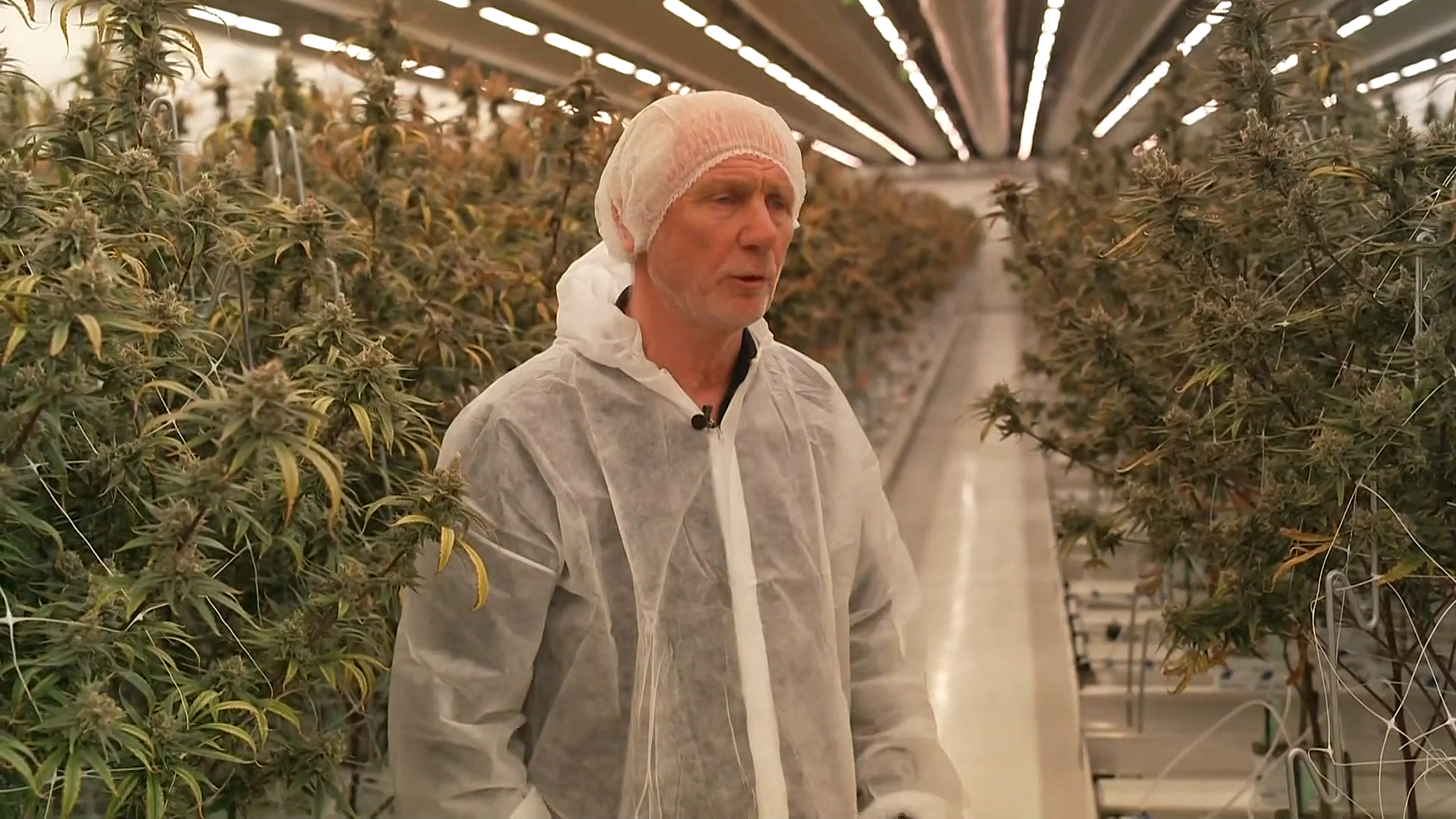 Door dure eieren, huren steeds meer Amerikanen een kip | VRT NWS: nieuws