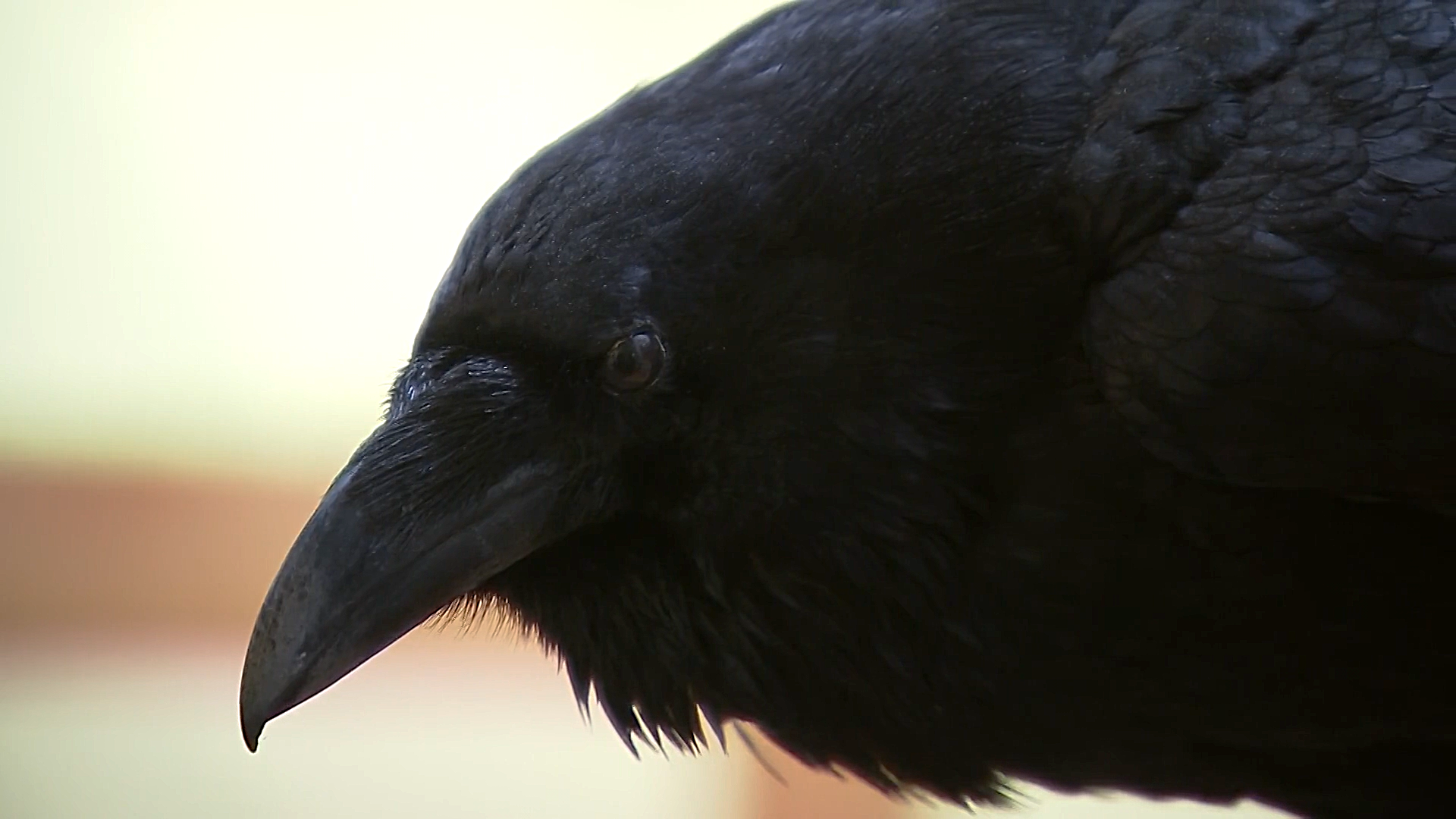 Vincenzo De Meulenaere schrijft boek over vergeten Brussels paleis ...