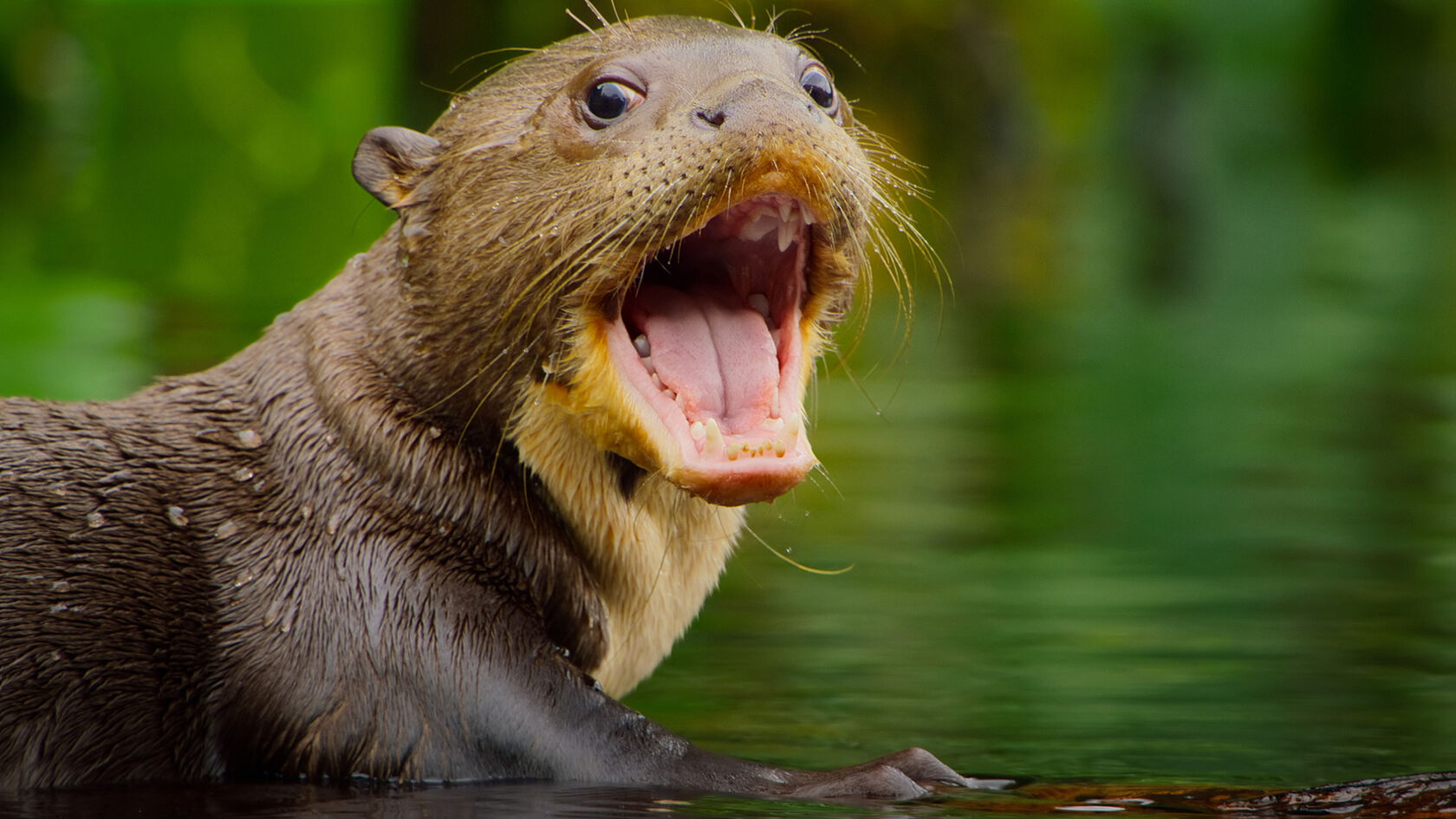 The Americas | VRT MAX