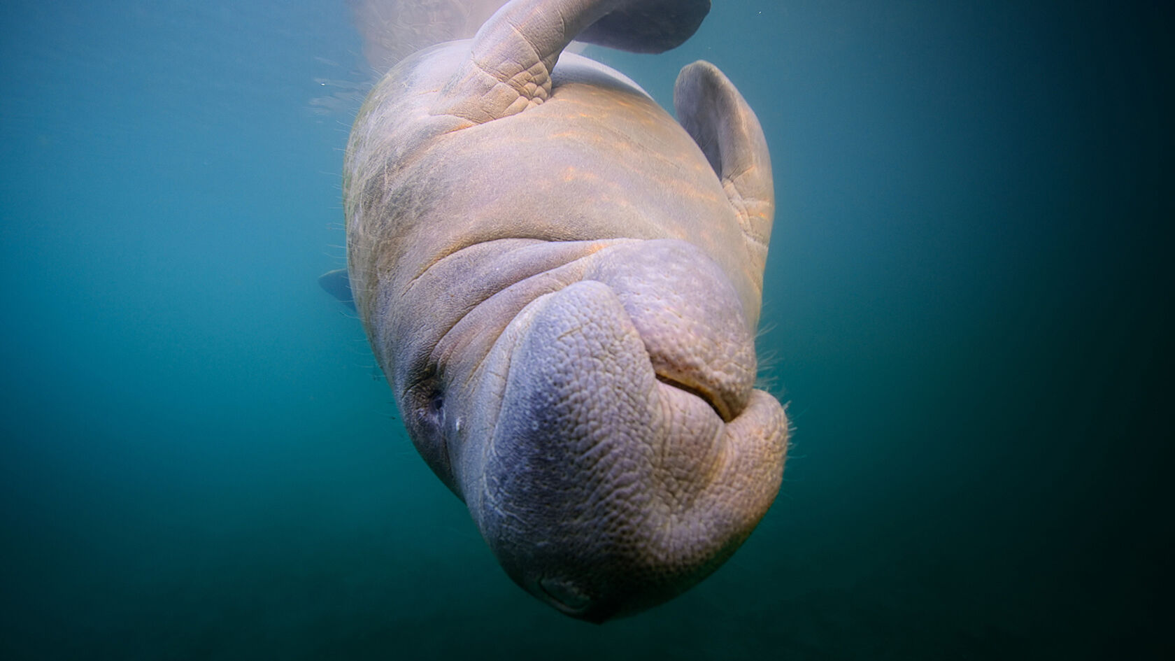 The Americas | VRT MAX