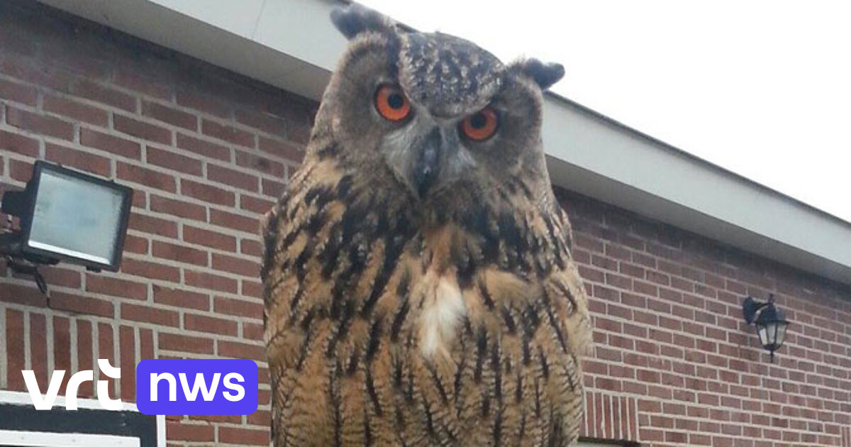 Qui a volé ce hibou à Kinrooi ? | VRT NWS: le site d'information de ...