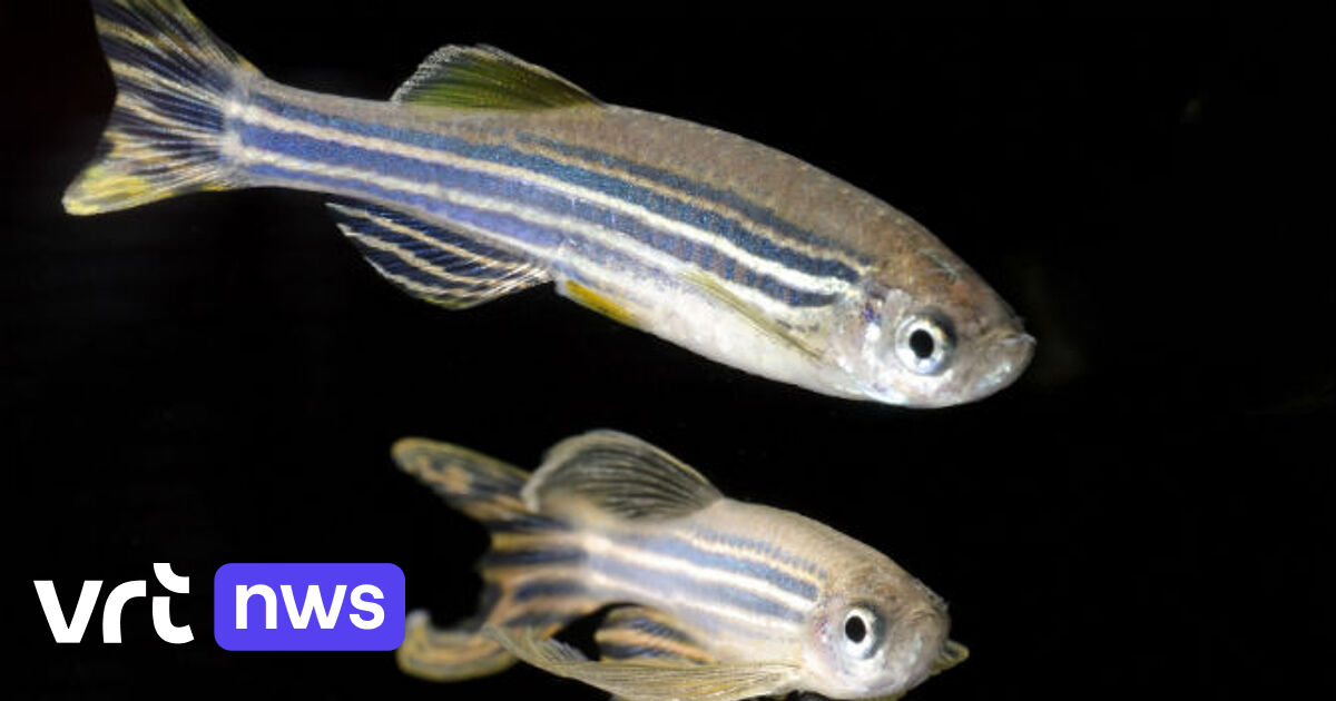 Zesduizend zebravissen helpen Gents onderzoek naar erfelijke ziekten ...