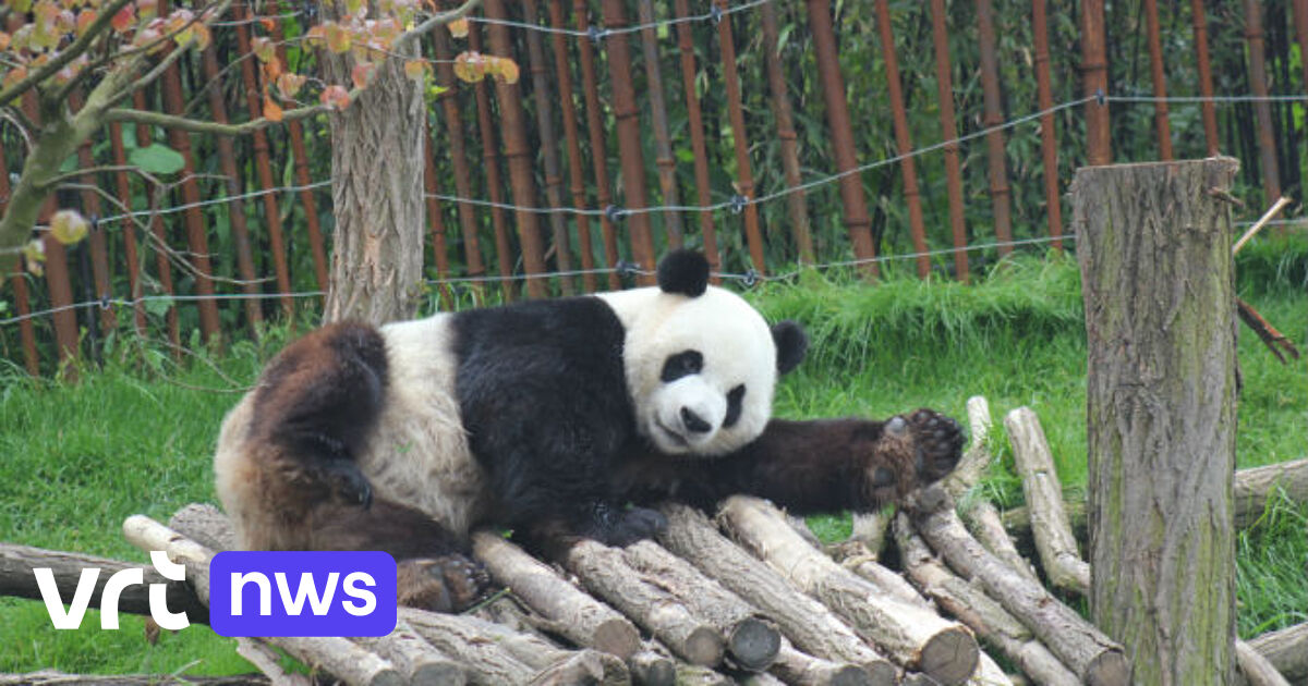Onderzoekers bestuderen panda-uitwerpselen in Pairi Daiza | VRT NWS Nieuws