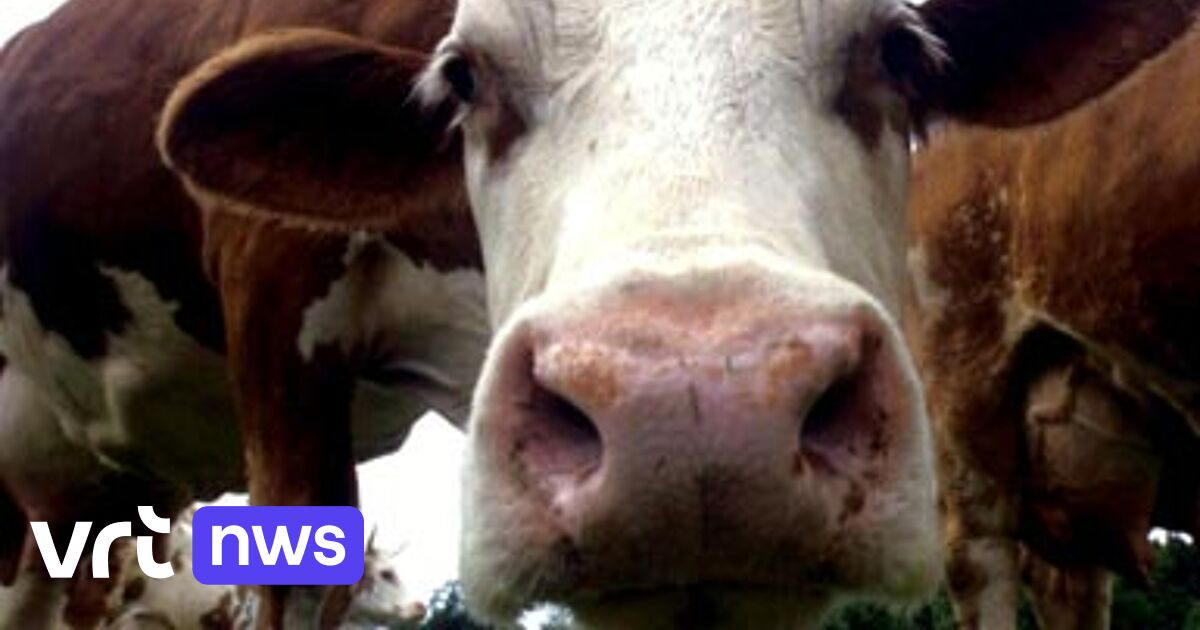 "Methaangas brengt klimaatakkoord van Parijs in gevaar" | VRT NWS: nieuws