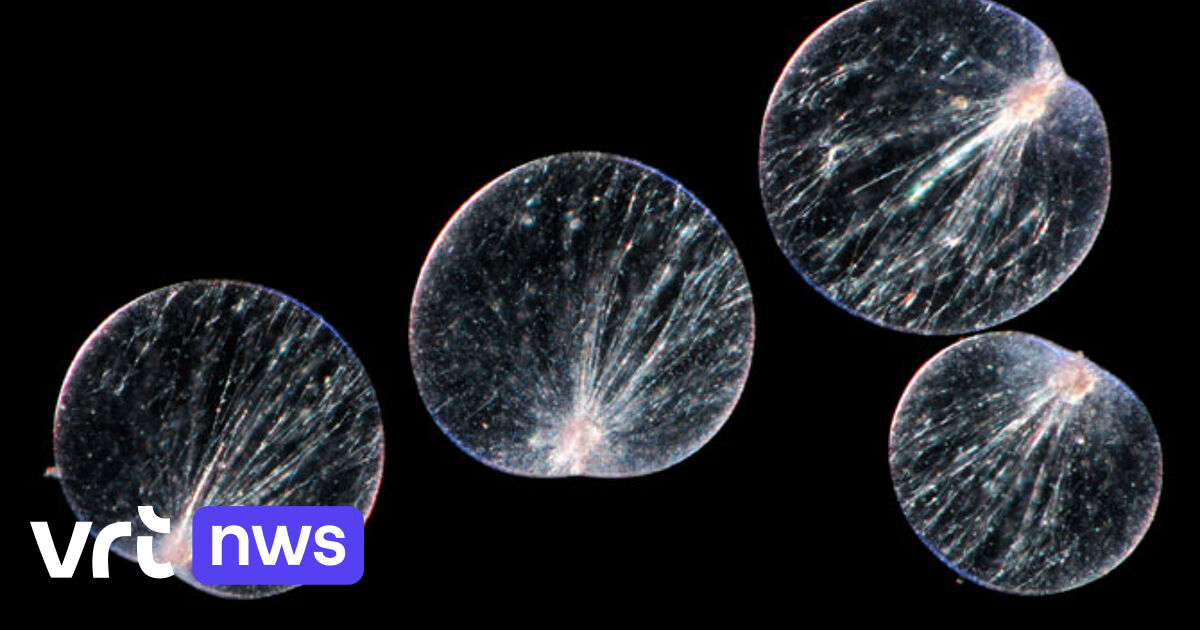 Grote studie naar het plankton in de oceanen | VRT NWS: nieuws