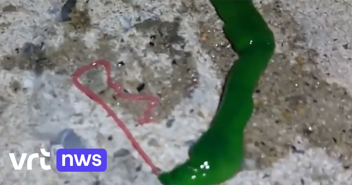 Felgroene snoerworm met ellenlange slurf gaat viraal | VRT NWS: nieuws