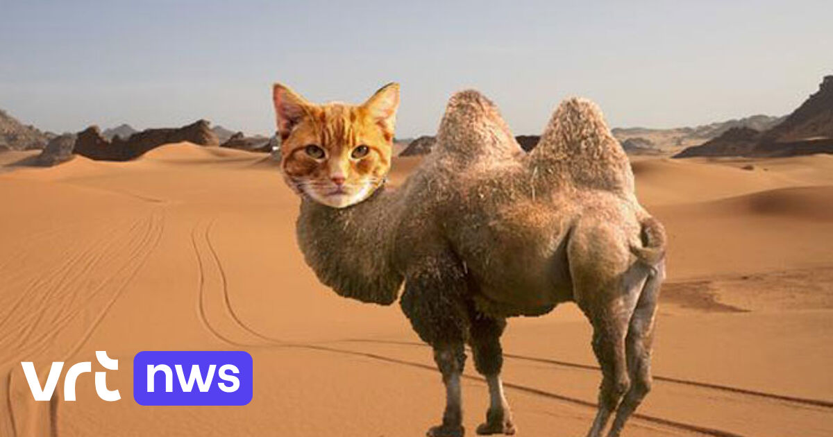 Belgian Rail in embarrassing camel story | VRT NWS: news