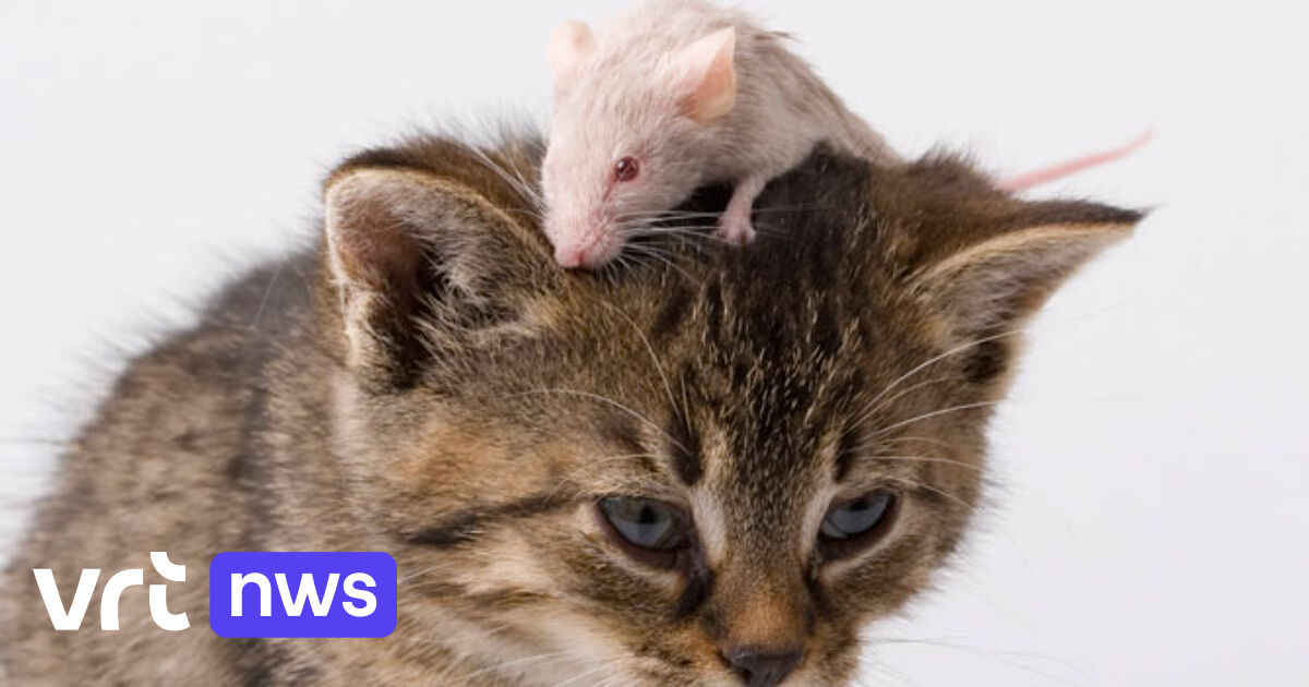 Katten manipuleren muizen met hun urine | VRT NWS: nieuws
