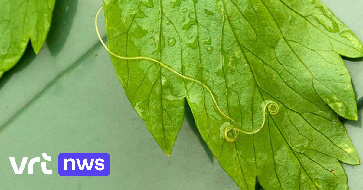 "Rondworm eerste eierleggend dier bij wie dooier niet nodig is voor ...