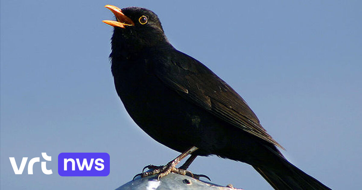 Vogelbescherming waarschuwt voor nieuw usutu-virus bij merels | VRT NWS ...