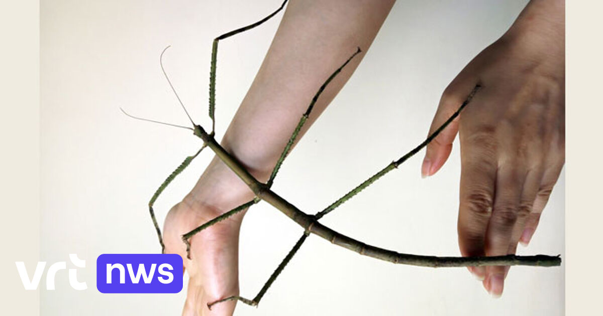 Grootste insect ter wereld is wandelende tak van 62 cm | VRT NWS: nieuws
