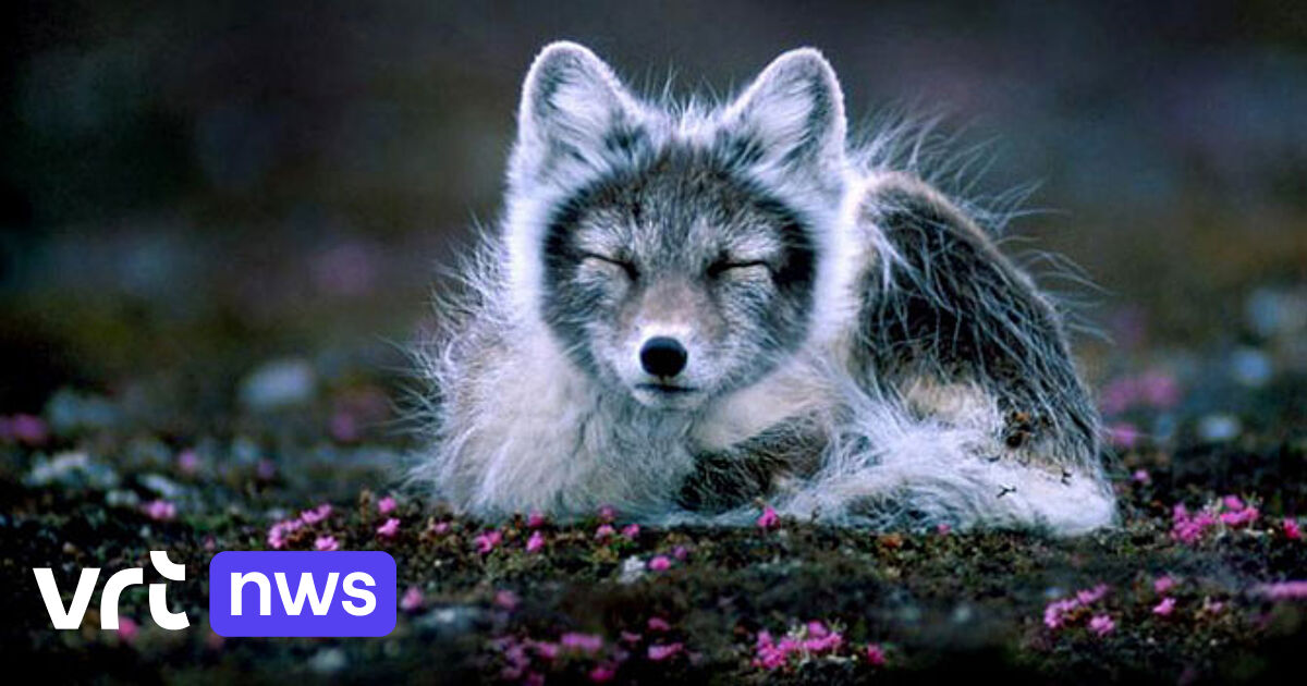 Poolvossen creëren eigen "tuintjes" | VRT NWS: nieuws