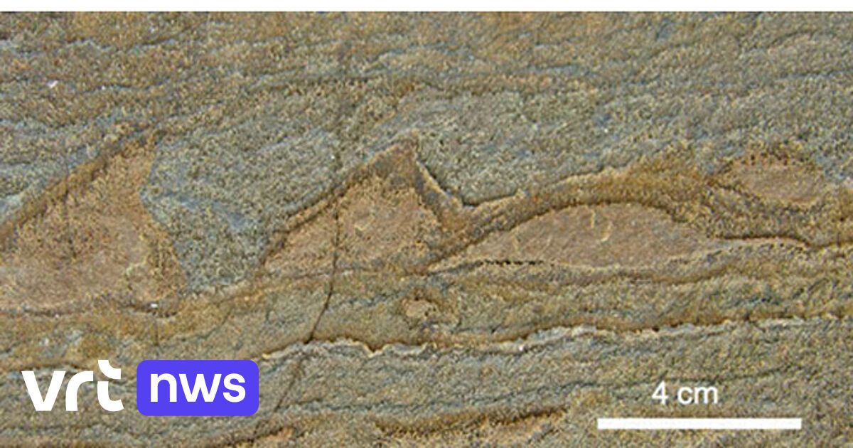 Oudste fossielen ontdekt in 3,7 miljard jaar oude rotsen uit Groenland ...