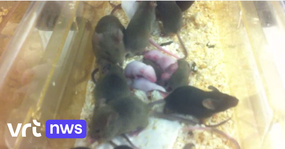 Opnieuw dierenproeven aan VUB na maatregelen om wantoestanden aan te ...